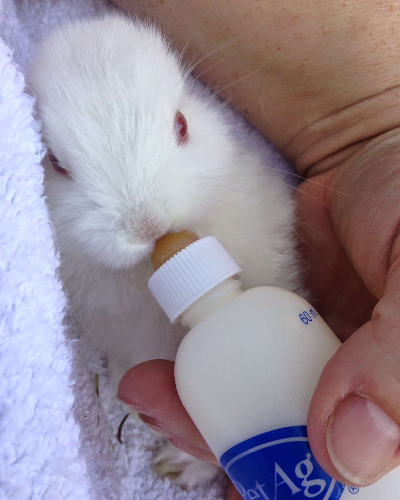 30dirtytoes: Rabbit Tricks