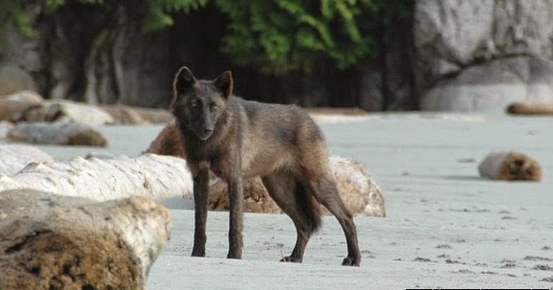 White Wolf : Coastal Wolves: New grey wolf populations found in Canada ...