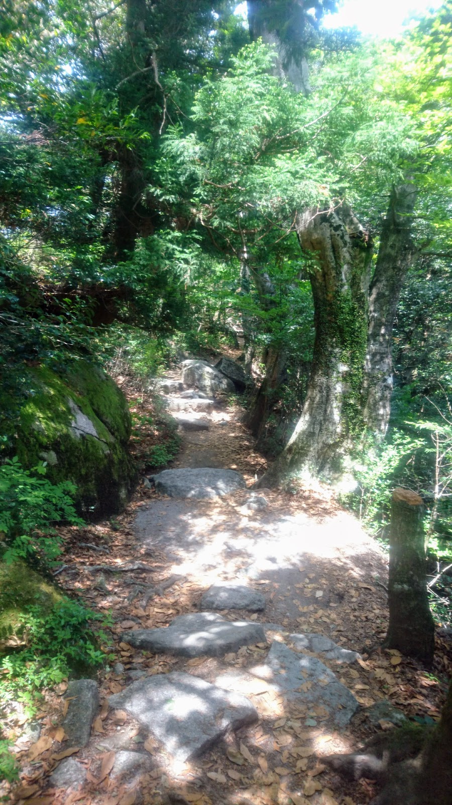 ジェイ山 - Kyushu Hiking: Mt. Homan (Homanzan 宝満山) 2018.5.4