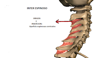 Anatomy full : MUSCULOS DEL CUELLO (ORIGEN E INSERCION)