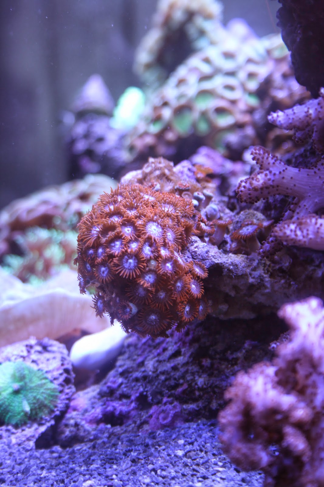 L'aquarium d'eau de mer sous les tropiques: Les vers polychètes