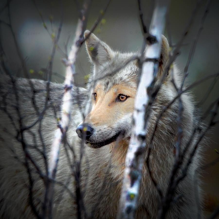 White Wolf : Stunning beauty of wild wolves in Finland by award winning ...