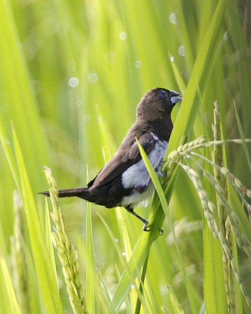 Bedhiler: Emprit.... Bondol Jawa