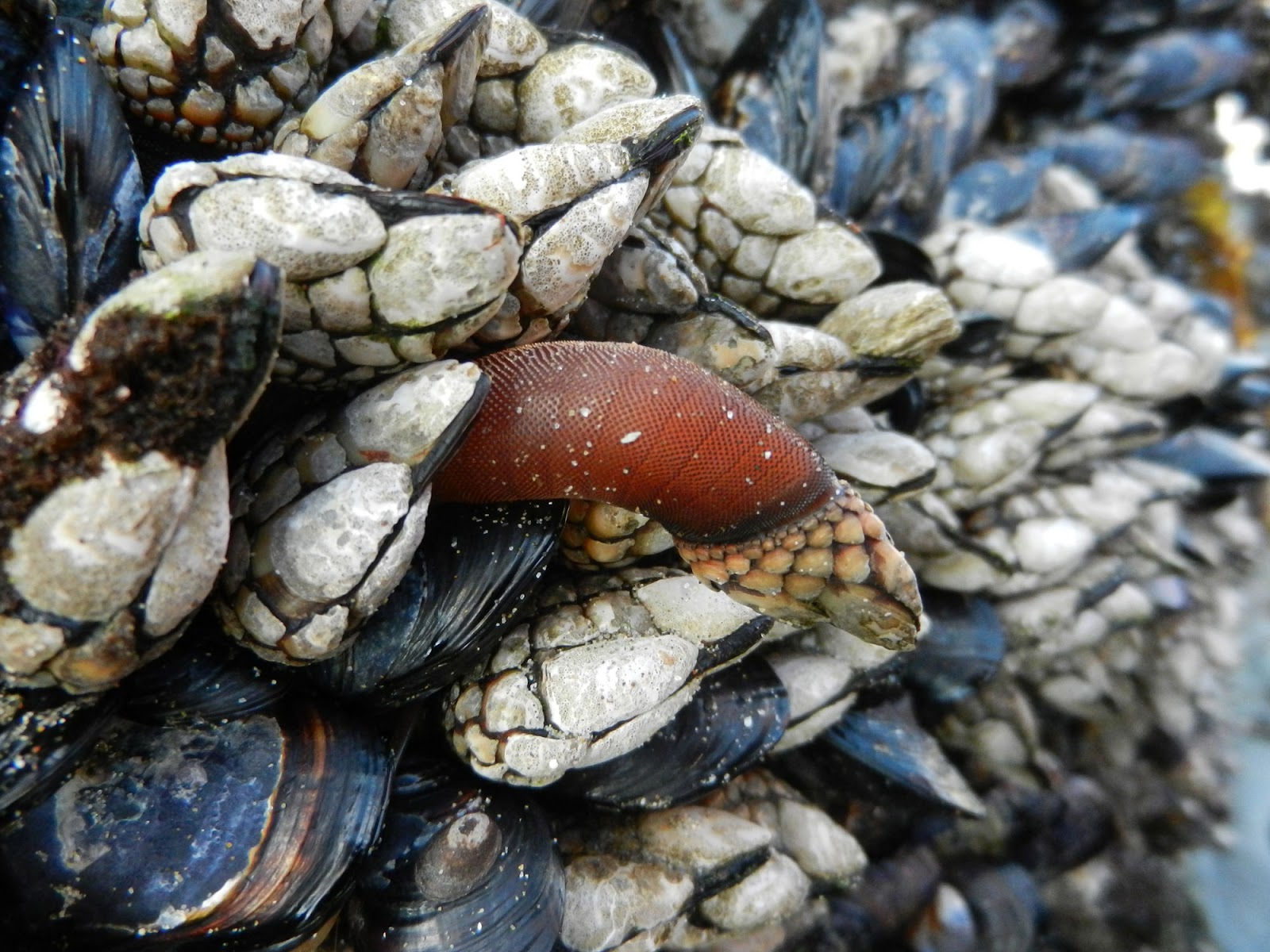 Squirrel's View: Tide Pools