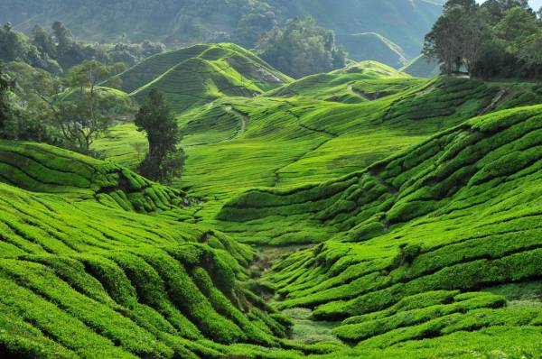 非洲仙境 African Unique Wonders: Cameroon: A unique and enriching ...