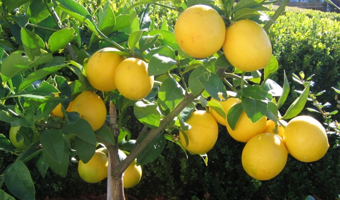 Budidaya 3 Tanaman Ini Bisa Dapat Banyak Uang! Benarkah? - Jual Polybag ...