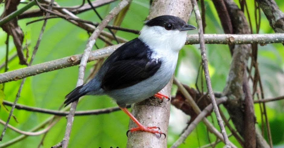 Argentina nativa: Bailarín blanco (Manacus manacus)