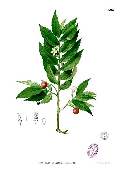 GUNANYA BUAH KERSEN ( Muntingia calabura L) ~ IDE SUBAGYO