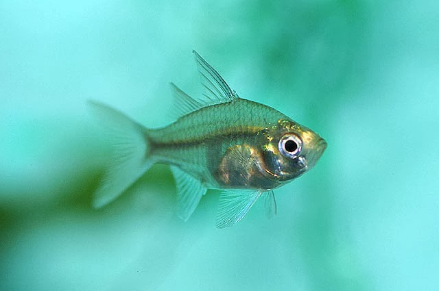 INDONESIAN FRESHWATER FISH COMMUNITY - IFFC: 49 Species of Family ...