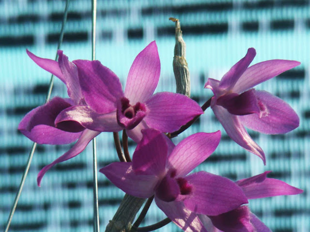 Lan trầm tím: kinh nghiệm và kỹ thuật trong cách trồng. - Cách Trồng Lan