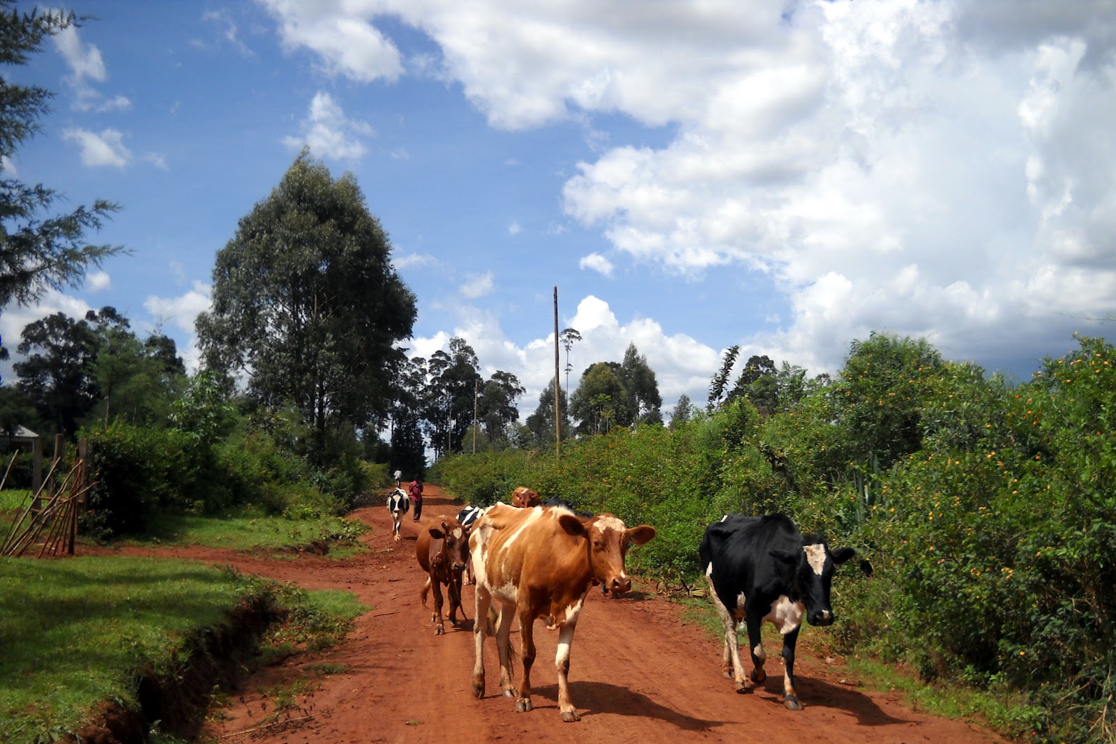 Ministry2Kenya: "Loving my Neighbor": Typical sights in rural Kenya