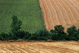 TARLA RESİMLERİ-Manzaralar