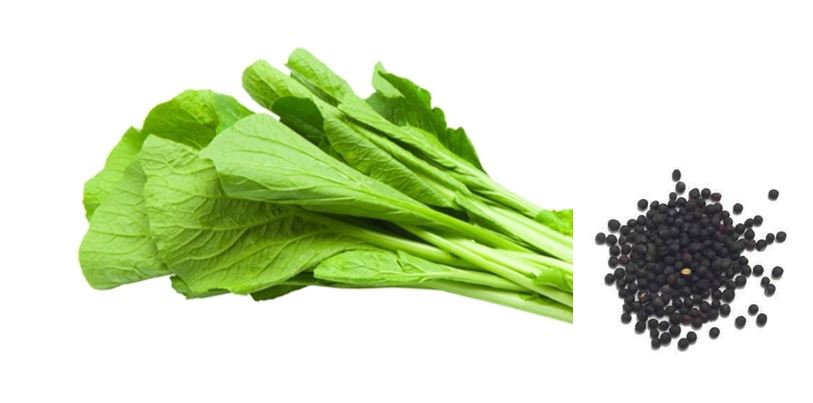 Ternyata Biji Sawi Mengandung Racun - taugitu.com