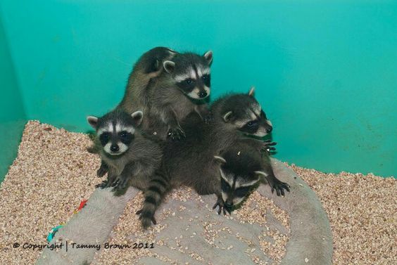 RAKUNI ( RACCOON ),predivni i nestašni rakuni uveseljavaju nas svojim ...