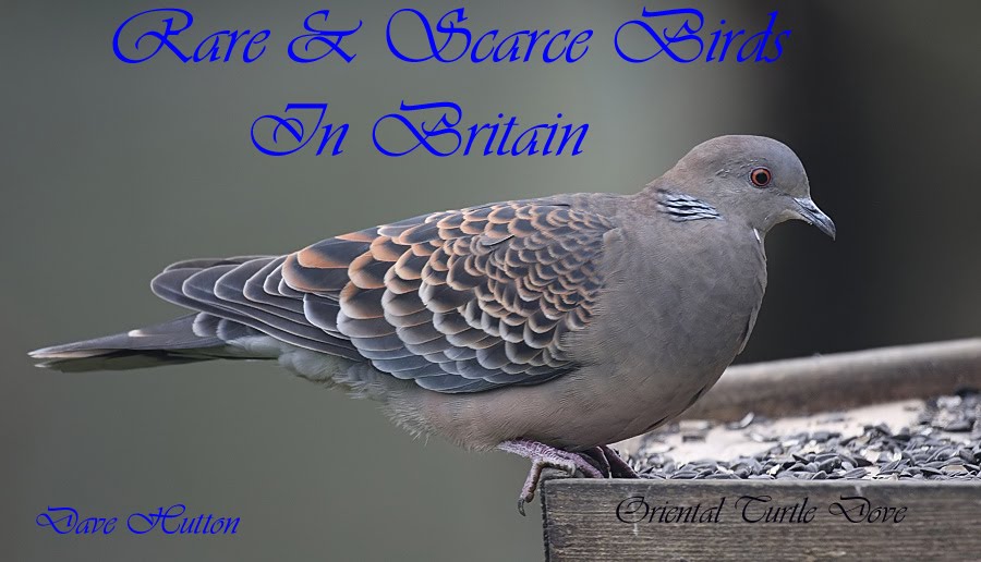 Rare & Scarce Birds In Britain