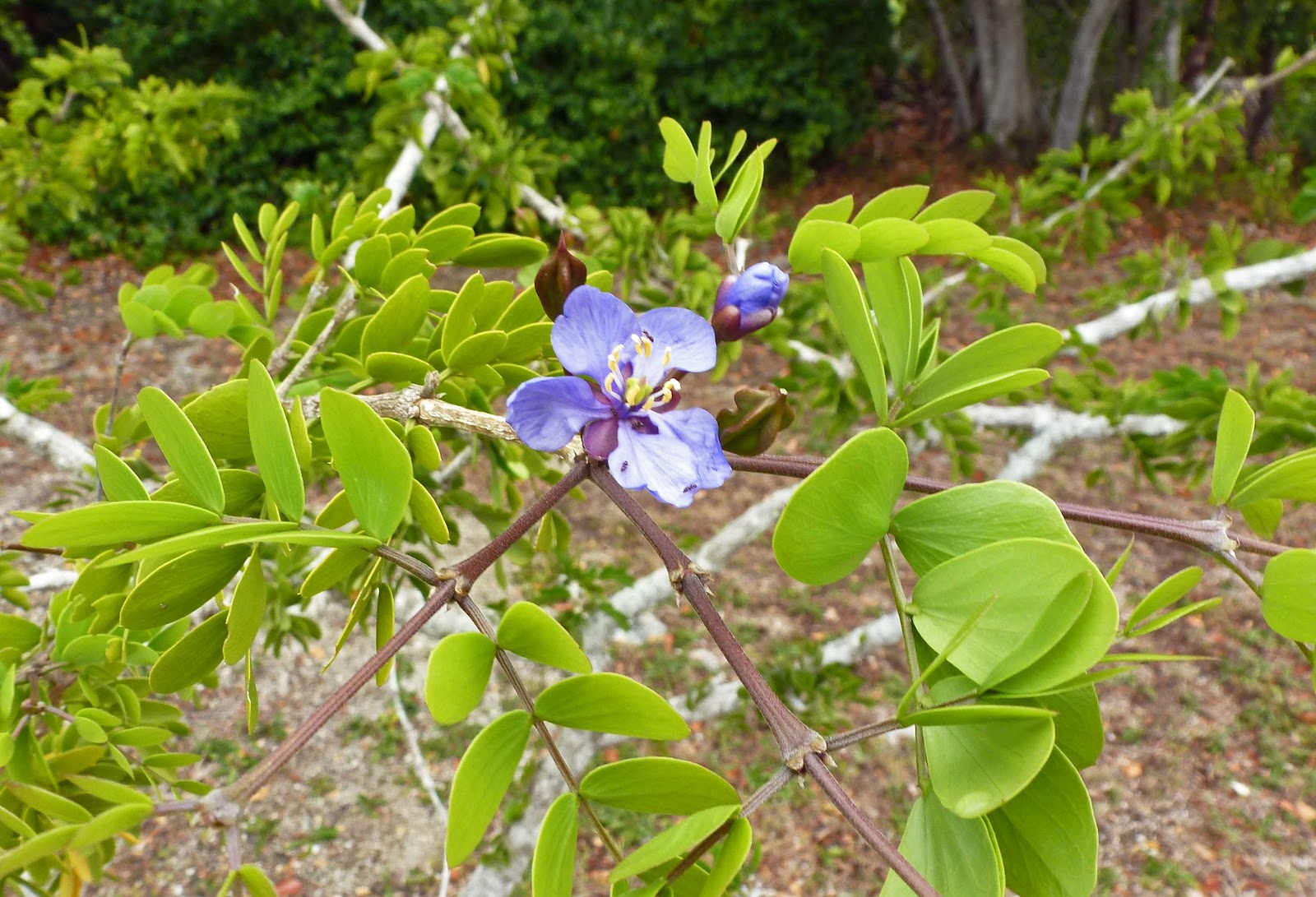 Last Dance: Lignumvitae Key Botanical State Park