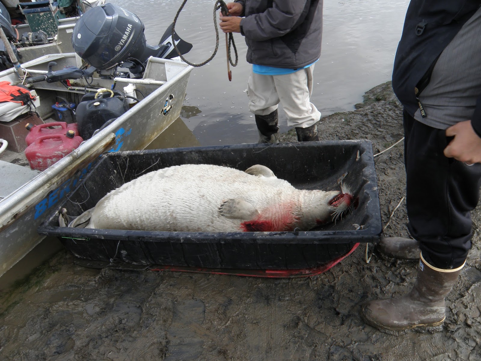 The Hall's Day-to-Day in AK: Our First Native Experience: Seal Hunting