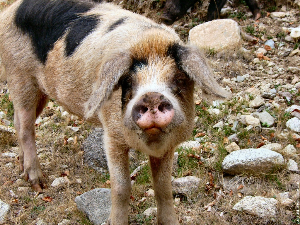 Corse: escalade et patrimoine: Cochon sauvage