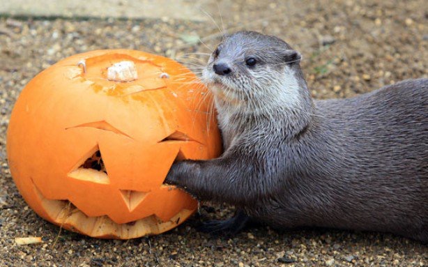 Funny animals of the week - 4 November 2016 (40 pics) | Amazing Creatures