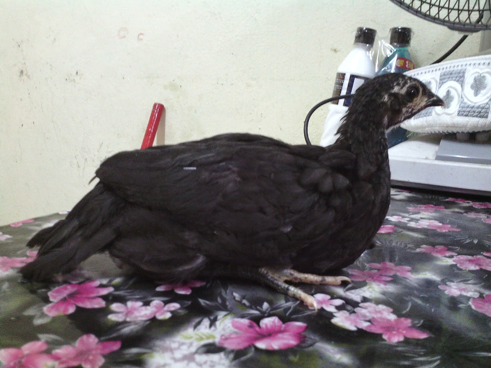 Ayam Bekisar Hitam