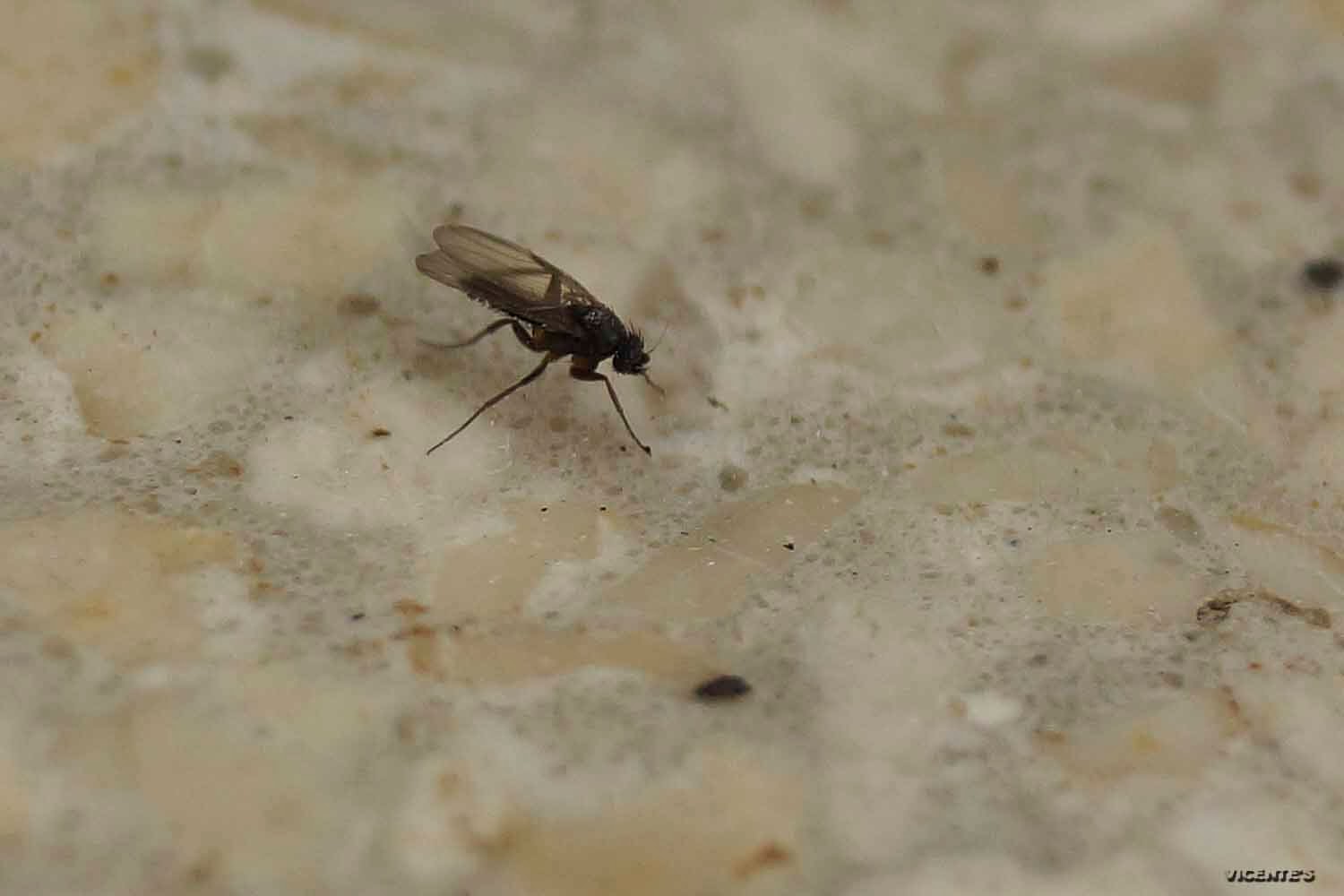 Fauna silvestre de Hormaza: Megaselia rufipes