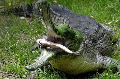 Gavialidae - Alchetron, The Free Social Encyclopedia