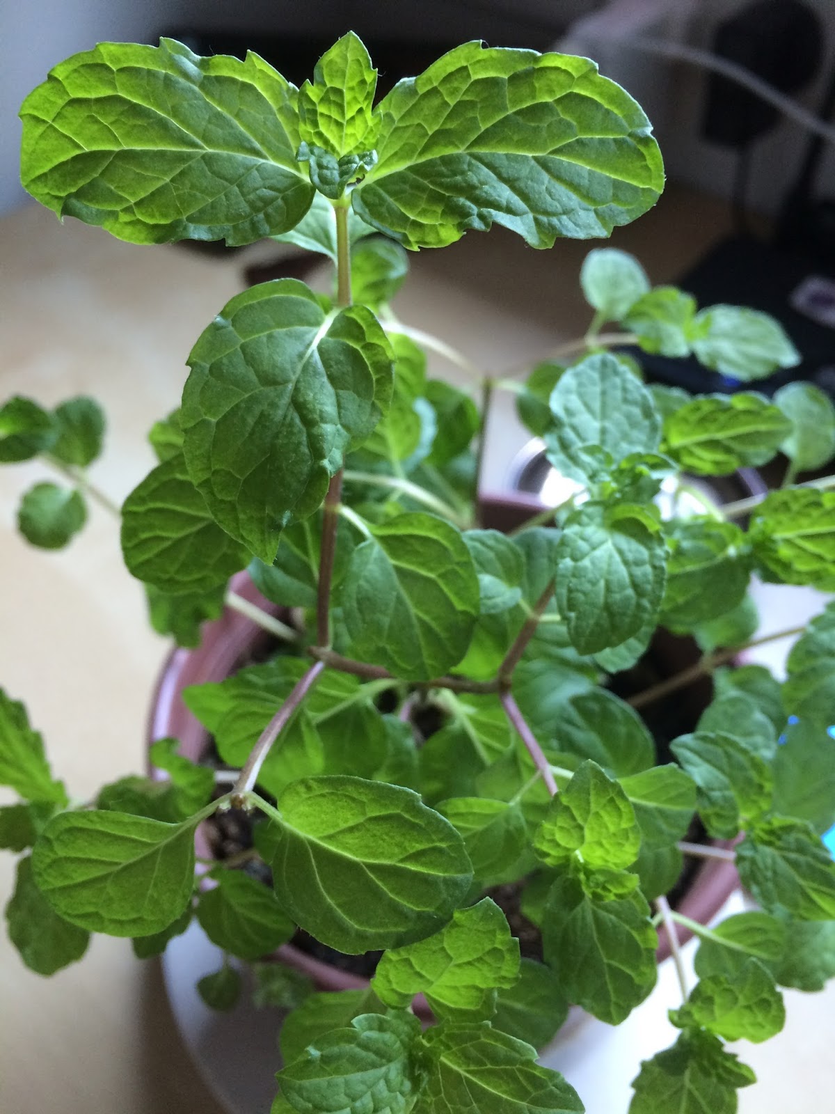 Growing: Peppermint | Moonlit