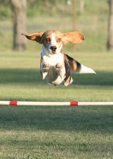 Beagle Agility | Dog Beagles