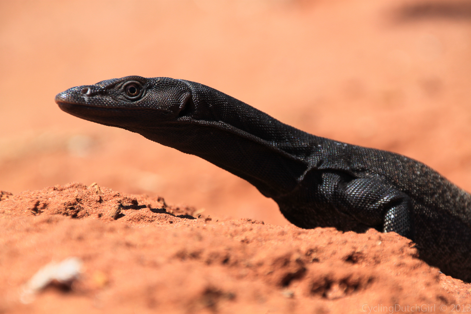 Cute Black Animals of Choice - all about photo