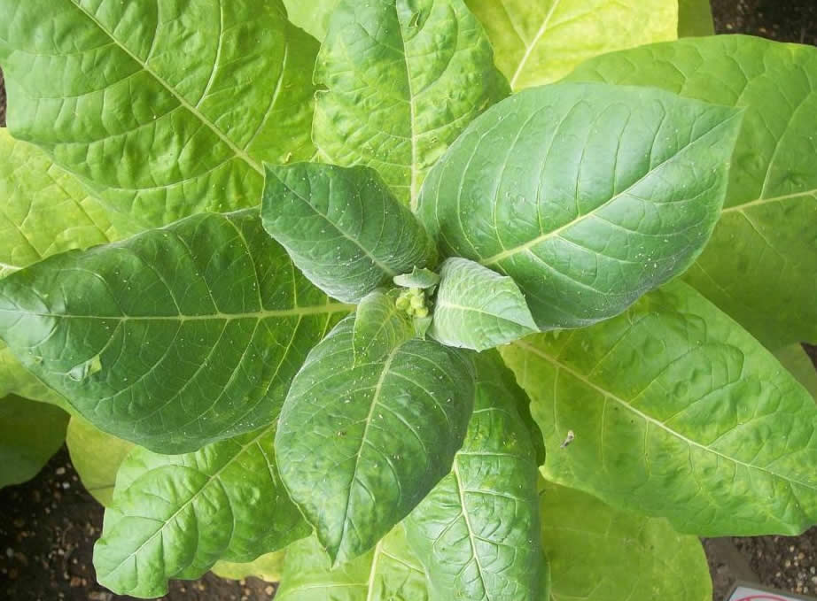 KeboBlog: Manfaat Daun Tembakau Sebagai Pencegah Karat