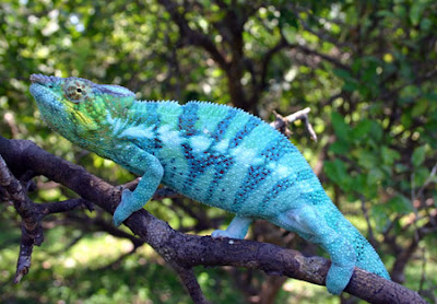 Chameleon | Info-Facts and New Photos | The Wildlife