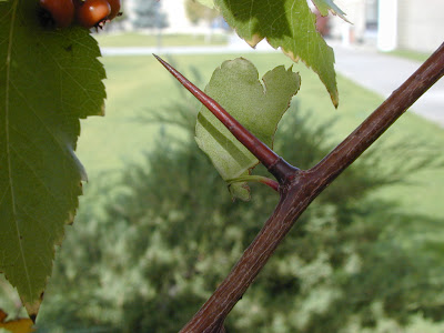 Trees of Santa Cruz County: Crataegus phaenopyrum - Washington Thorn