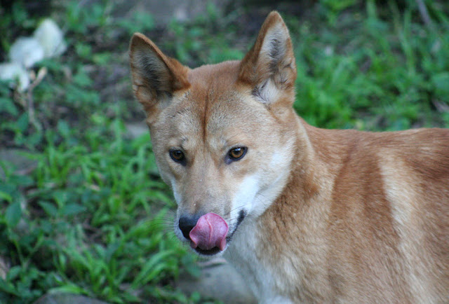 Dingo | The Biggest Animals Kingdom