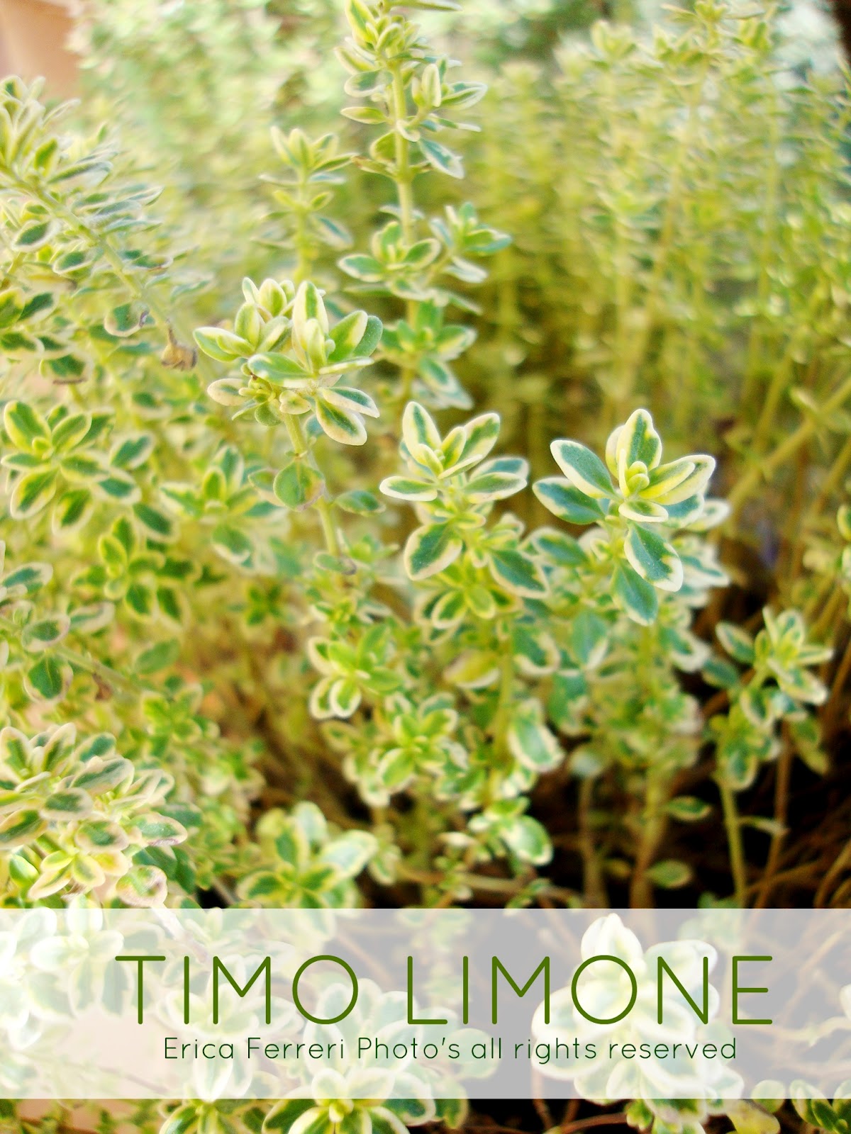 Ogni riccio un pasticcio - Blog di cucina: Petto di pollo alle erbette