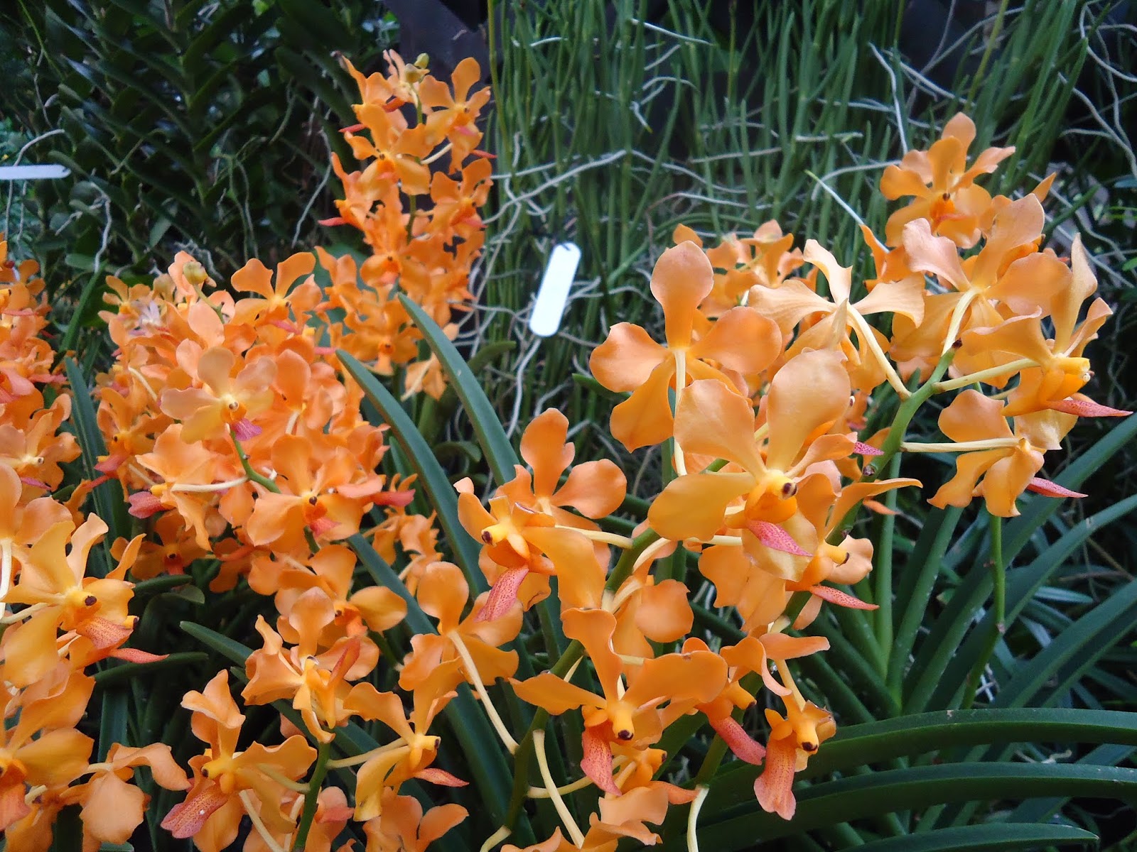 The Sampaguita and the Flowers for the Souls