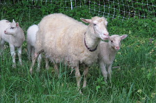 FarmGirl's Homestead Sheep: Finnsheep and Gulf Coast Natives
