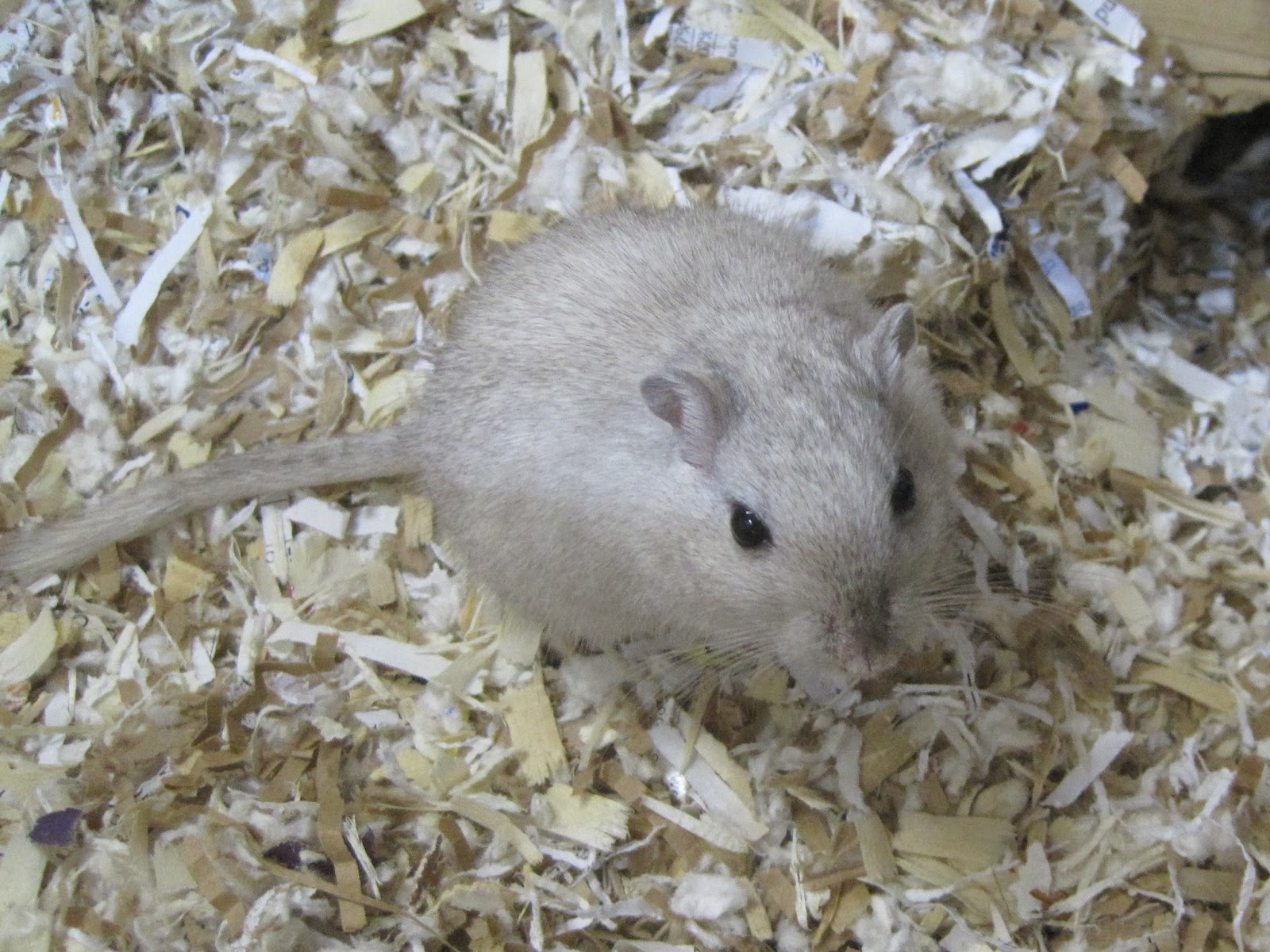 Sunshine Gerbils - Southeastern Pennsylvania gerbil breeder