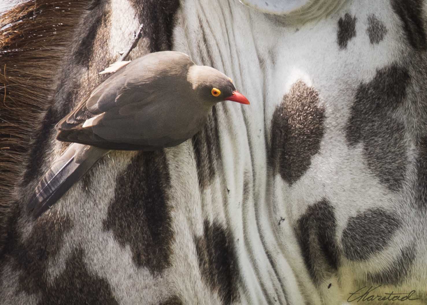 Elsen Karstad's 'Pic-A-Day Kenya': Red-Billed Oxpecker, Masai Mara Kenya