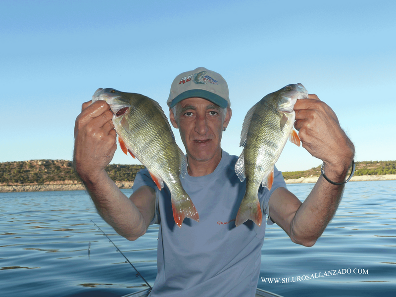 PESCA CON GUÍA DEL SILURO AL LANZADO Y PELLETS EN MEQUINENZA Y RÍO EBRO ...