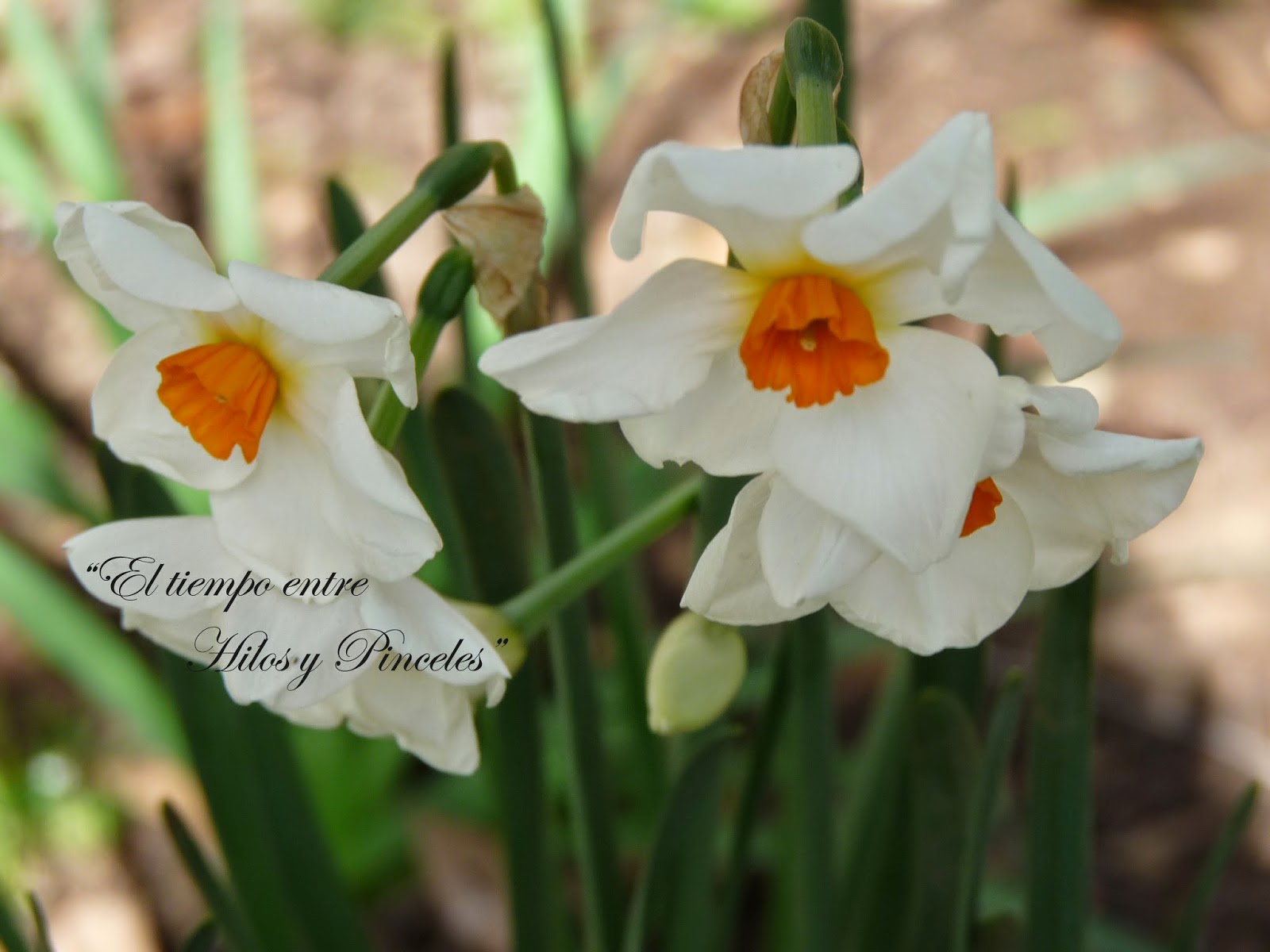 EL TIEMPO ENTRE HILOS Y PINCELES: TAPETE DE BORDADO CANARIO.