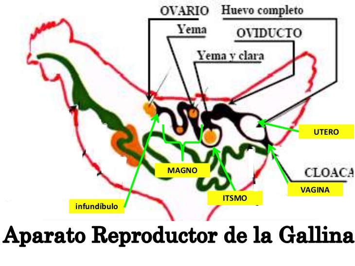 aparato reproductor de la gallina