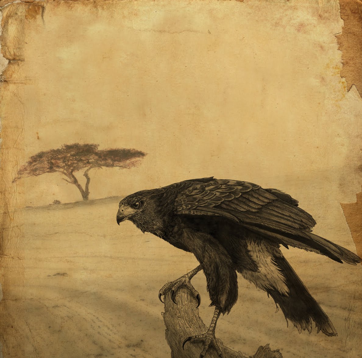 Ben Rothery Illustrator: December 2011