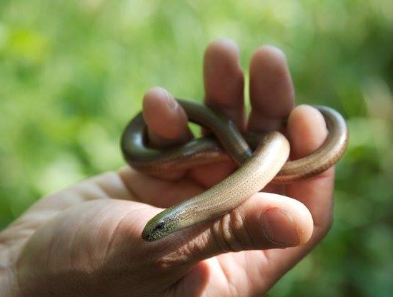Friends ,Amis ,Vrienden Bloggers,Pets: L'Orvets confondu à tort avec ...