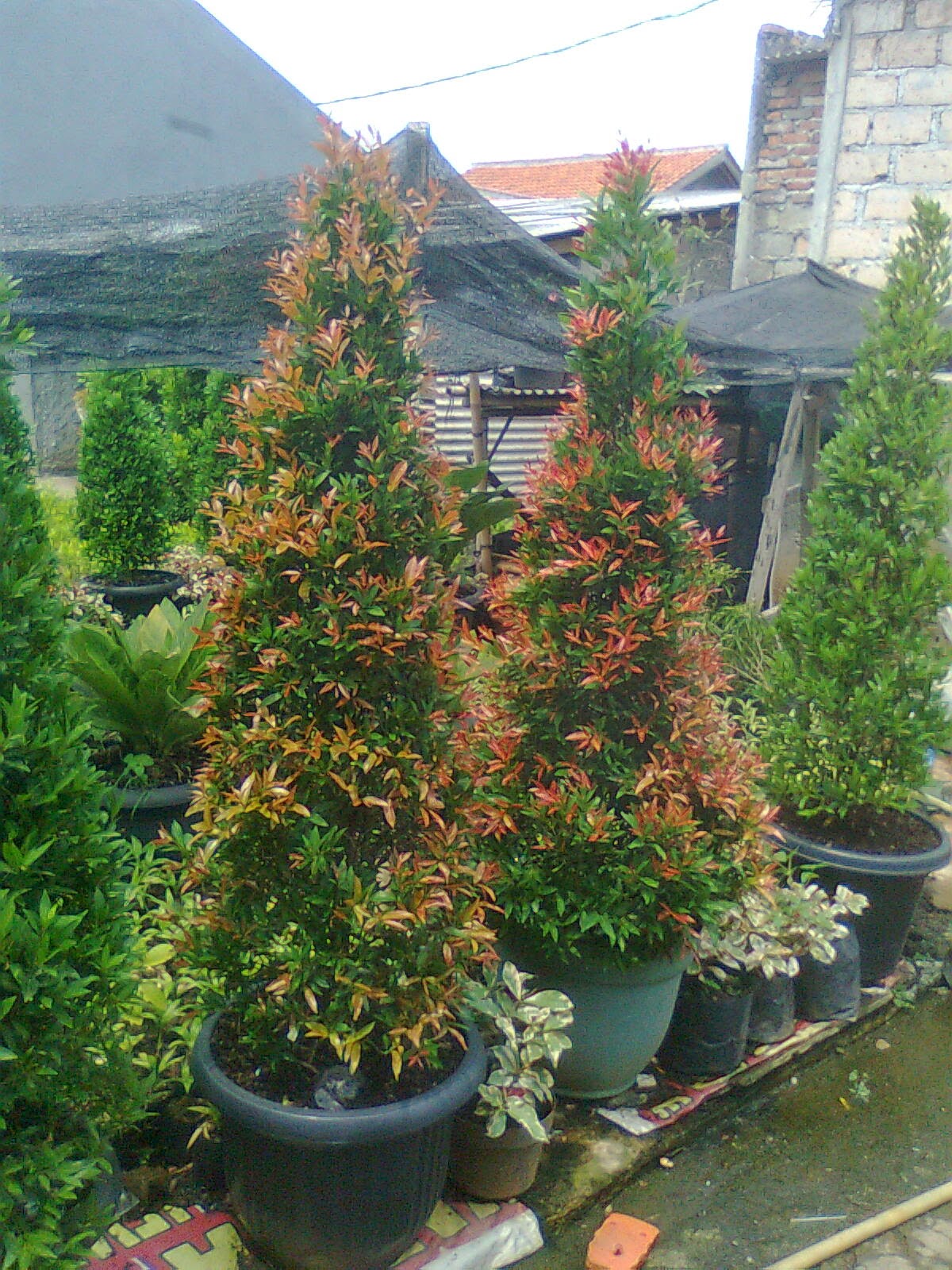 Tanaman Hias Dan Pohon Pelindung: POHON PUCUK MERAH