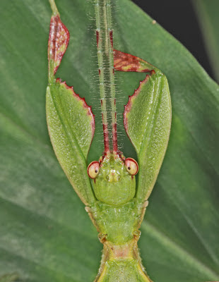 BunyipCo: Monteith's Leaf Insect, Phyllium monteithi Brock and Hasenpusch, in Detail