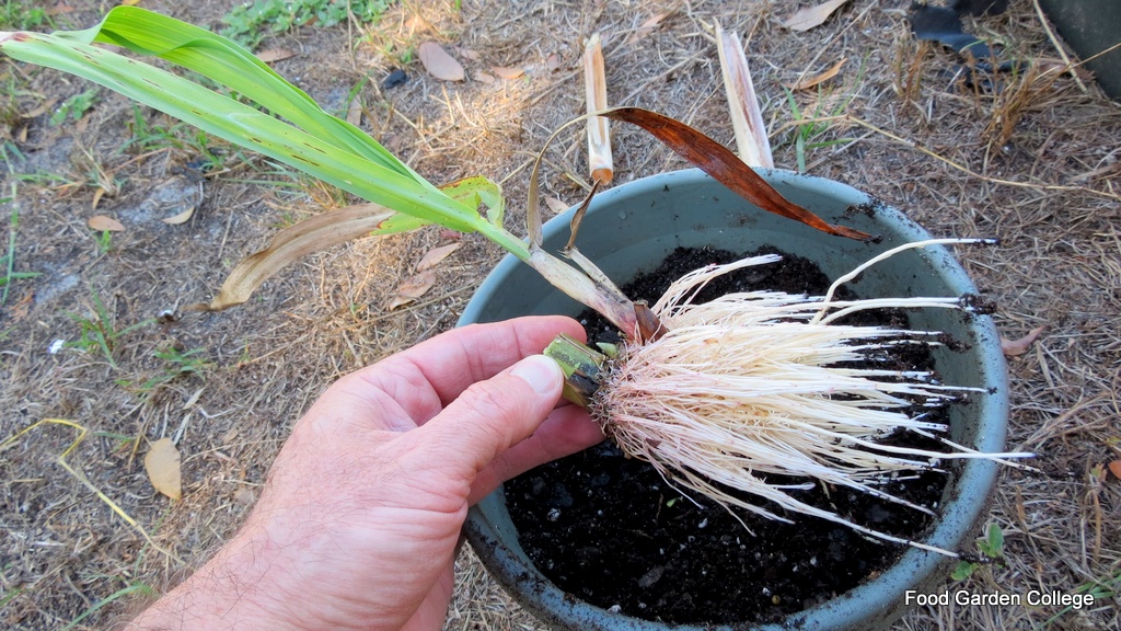 Food Garden College: How to Start Sugar Cane in Your Home Garden ...