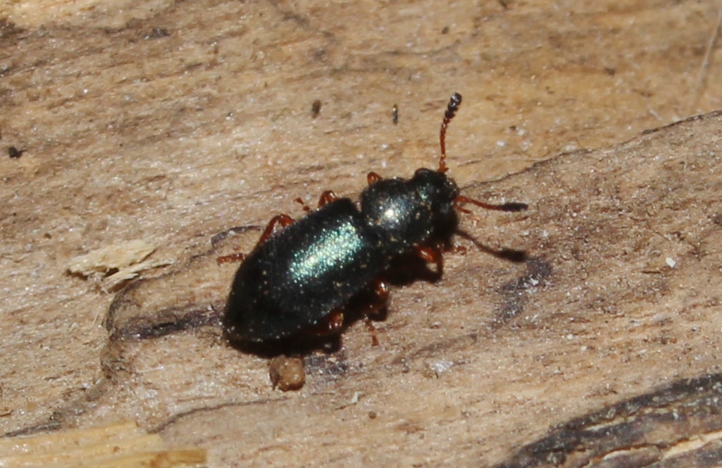 Biodiversity of Cyprus by NGO Protection of the Natural Heritage and ...