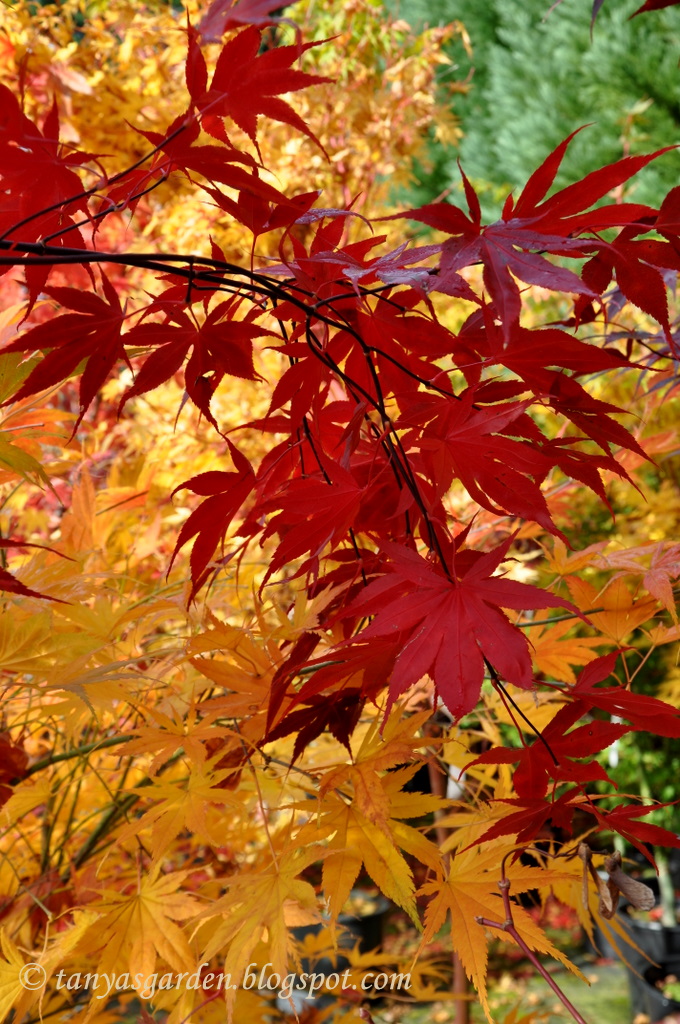 MySecretGarden: Japanese Maples. Picture Gallery