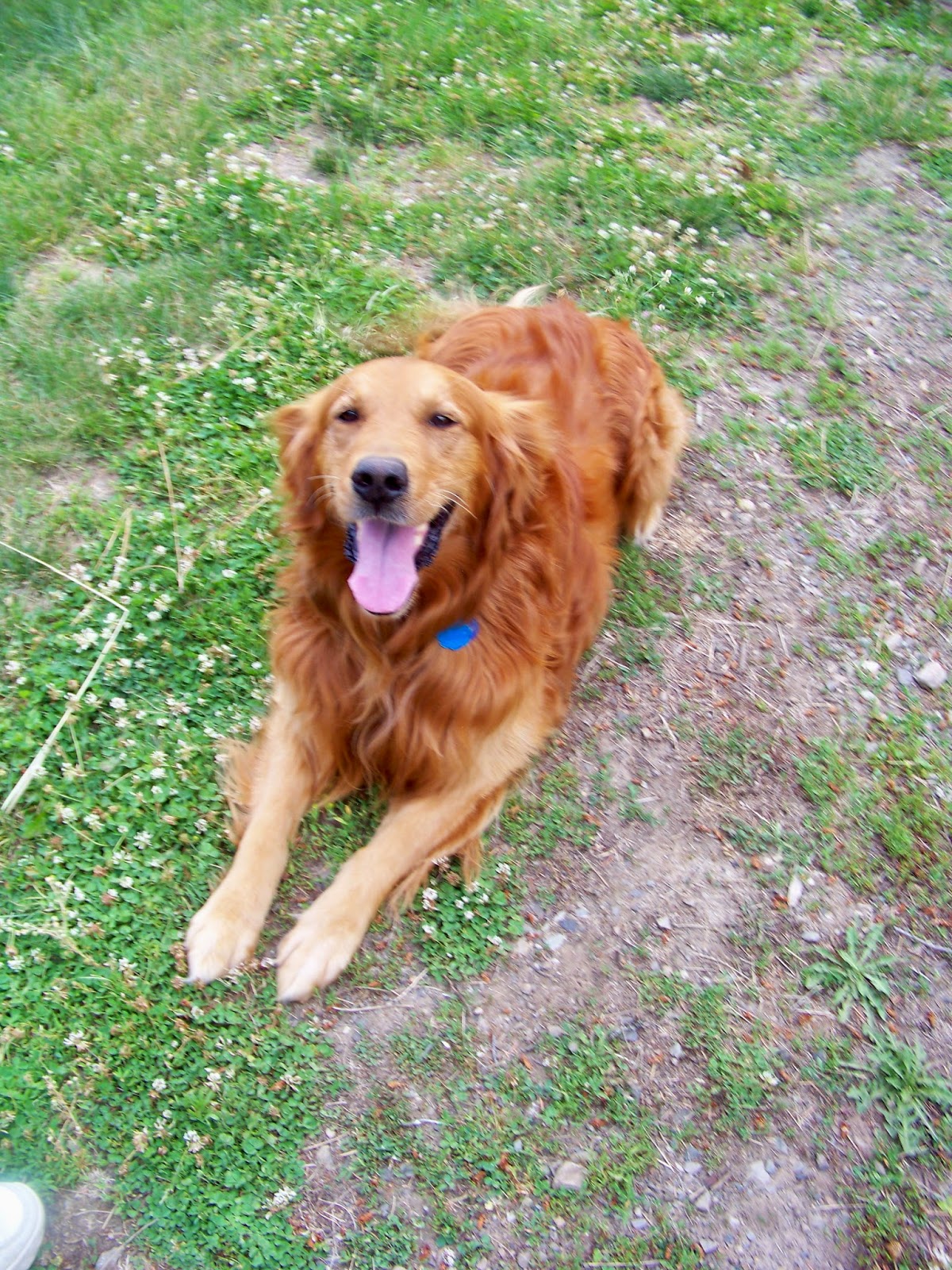 Fish Hill Golden Retrievers