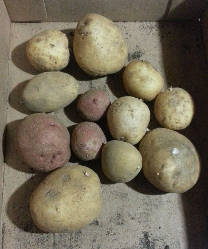 The Gardening Me: Potatoes - The Reveal and Some Surprises